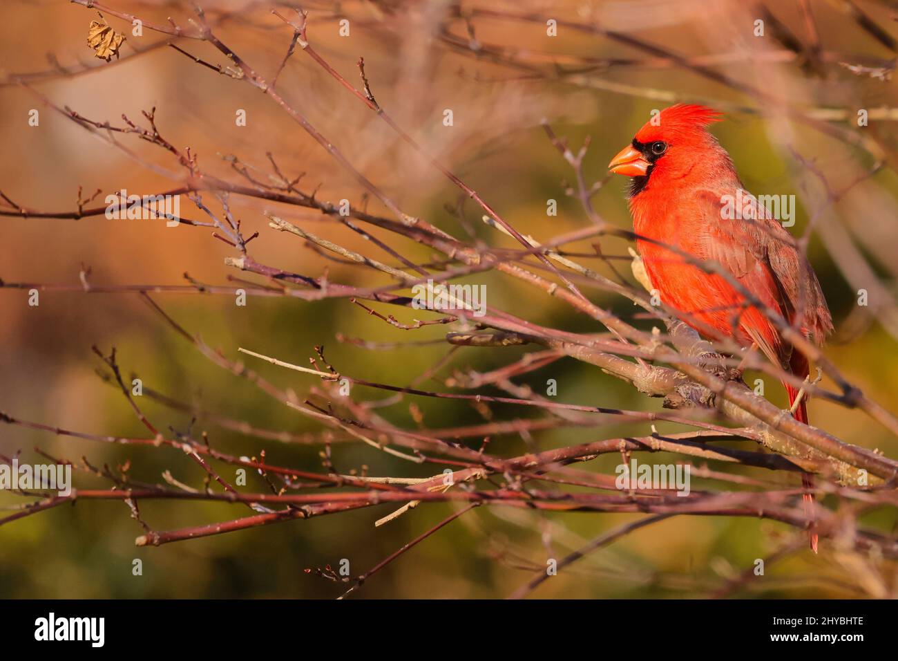 Closeup of a beautiful Cardinal on a tree branch in a forest Stock ...