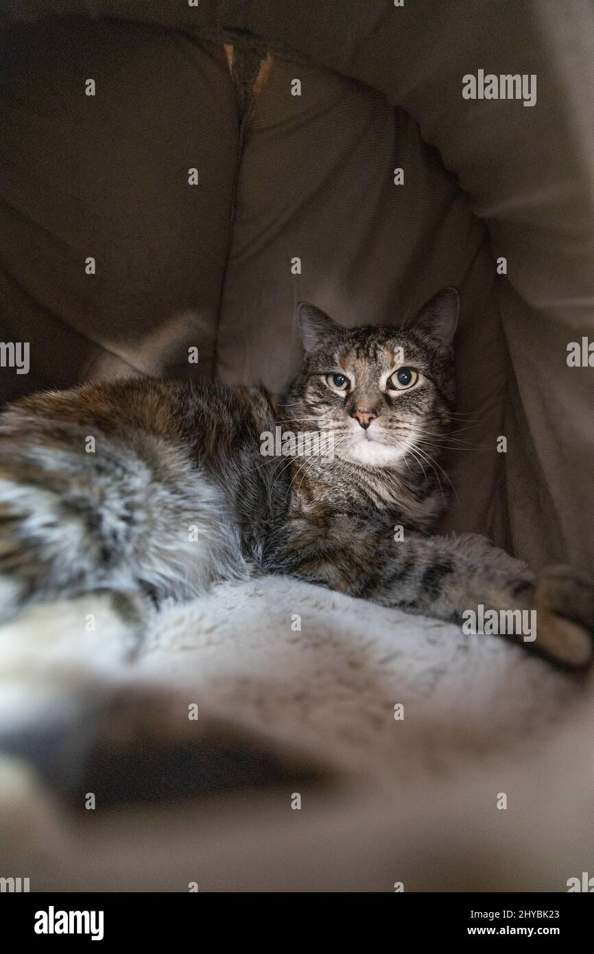 Closeup of an adorable domestic cat in a room Stock Photo - Alamy
