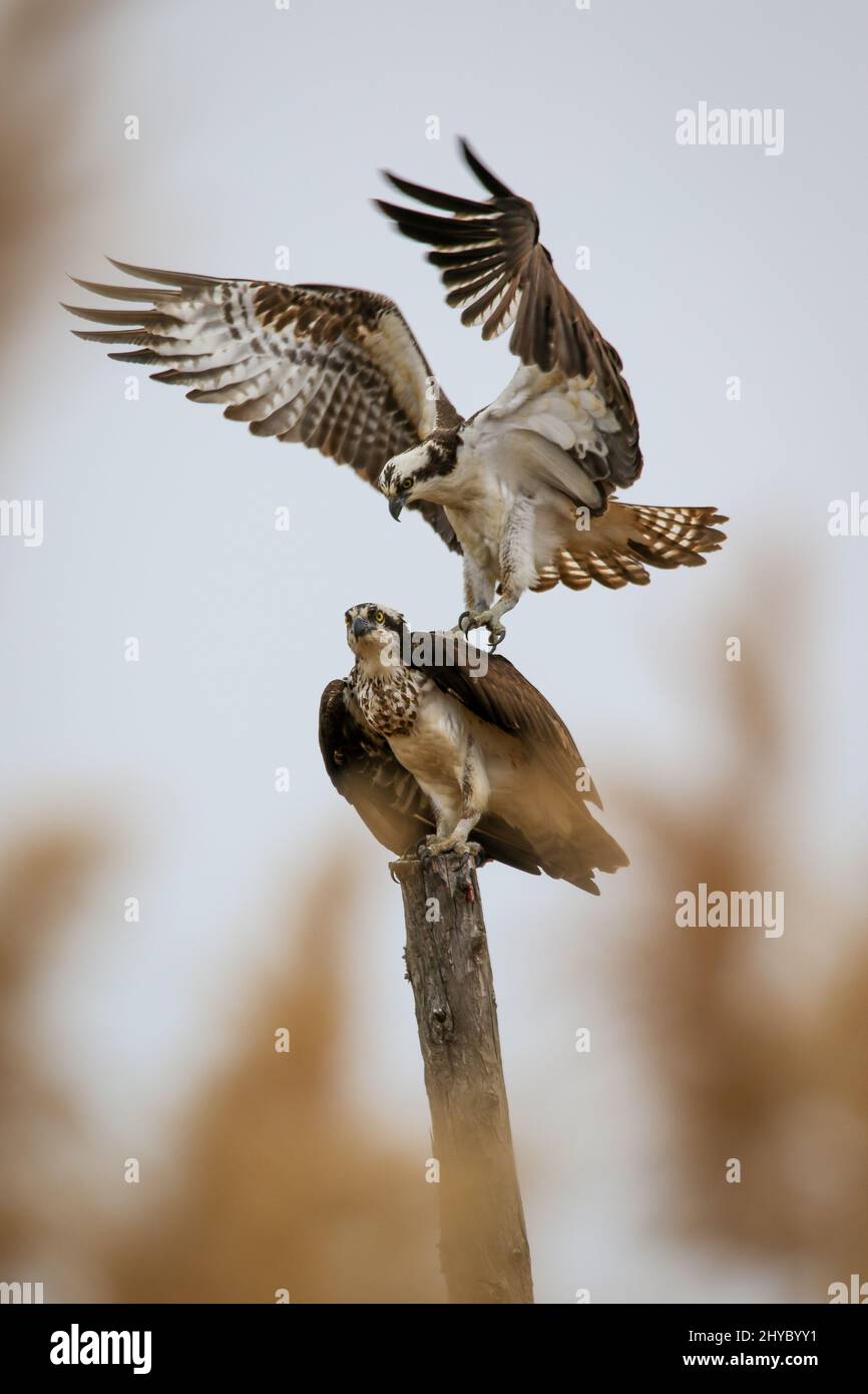 Closeup shot osprey bird hi-res stock photography and images - Alamy