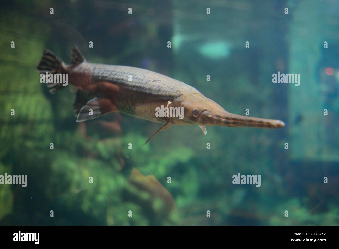 Long nose fish hi-res stock photography and images - Alamy