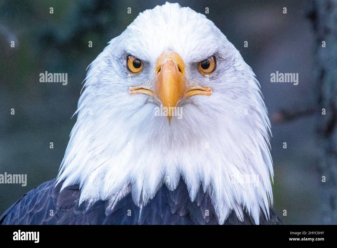Closeup shot of the Eagle on the blurred background Stock Photo - Alamy