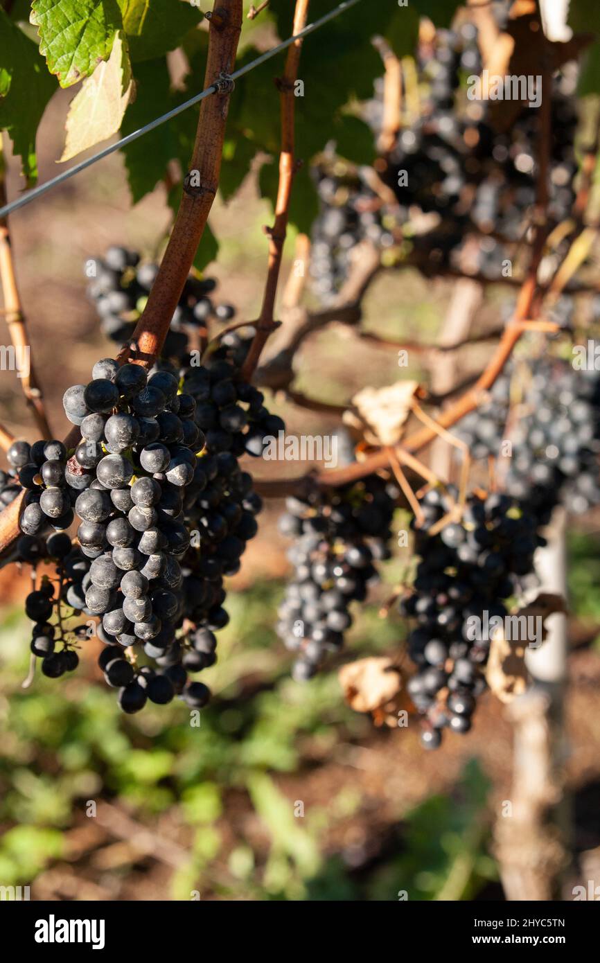 Villa francioni winery hi-res stock photography and images - Alamy