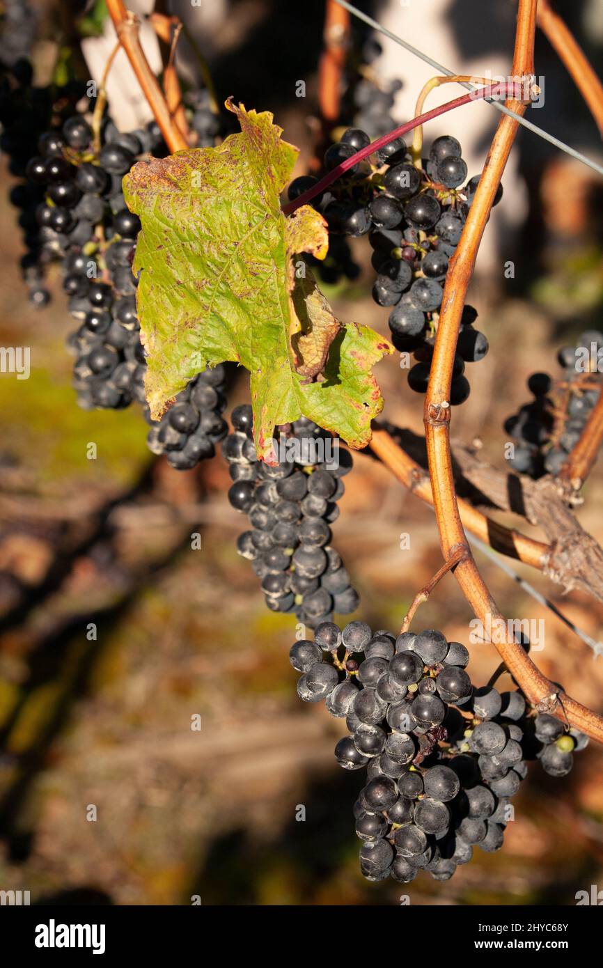 Villa francioni winery hi-res stock photography and images - Alamy