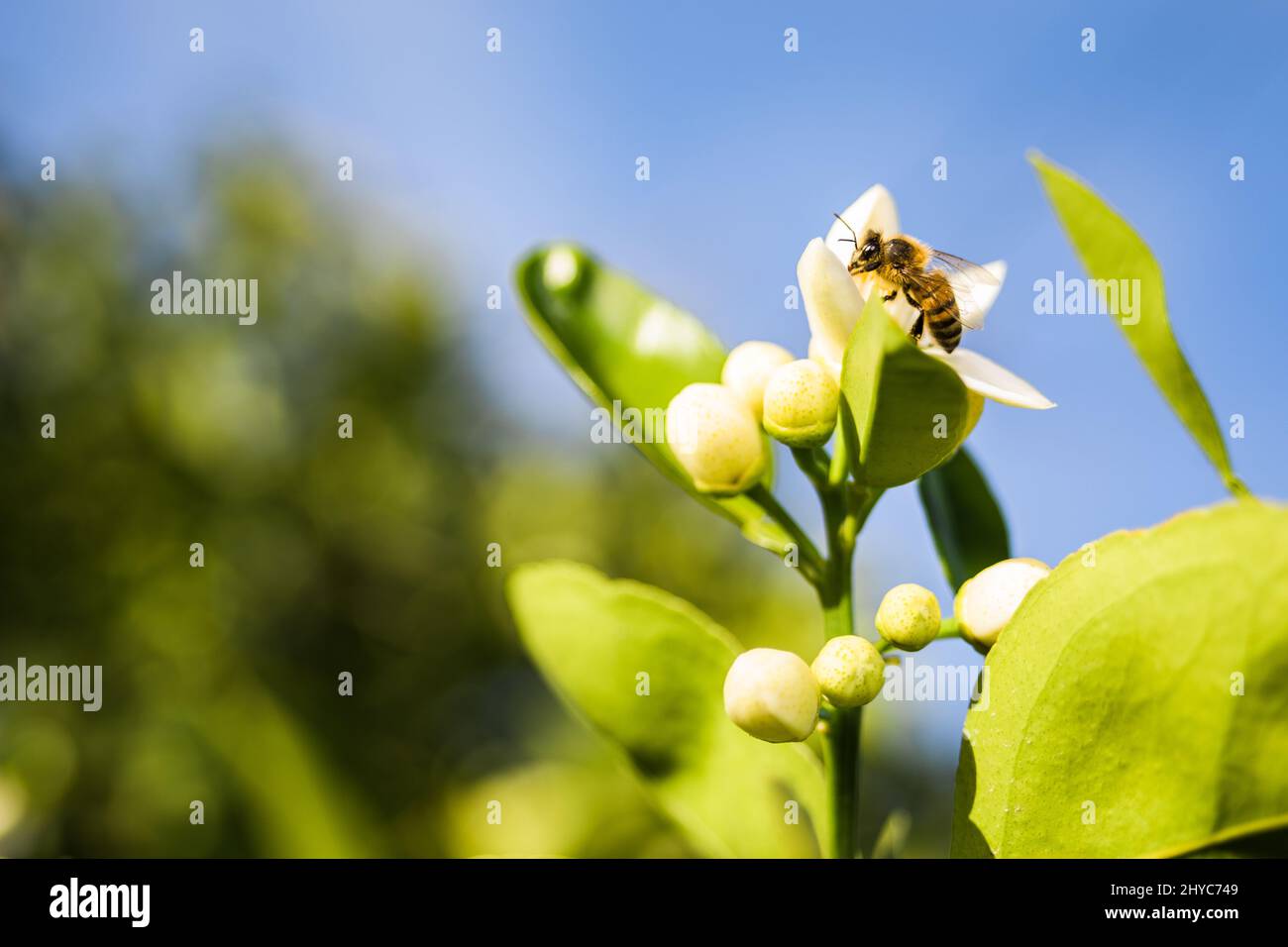 Shallow focus Honey bee worker on citrus flower, spring, pollination ...