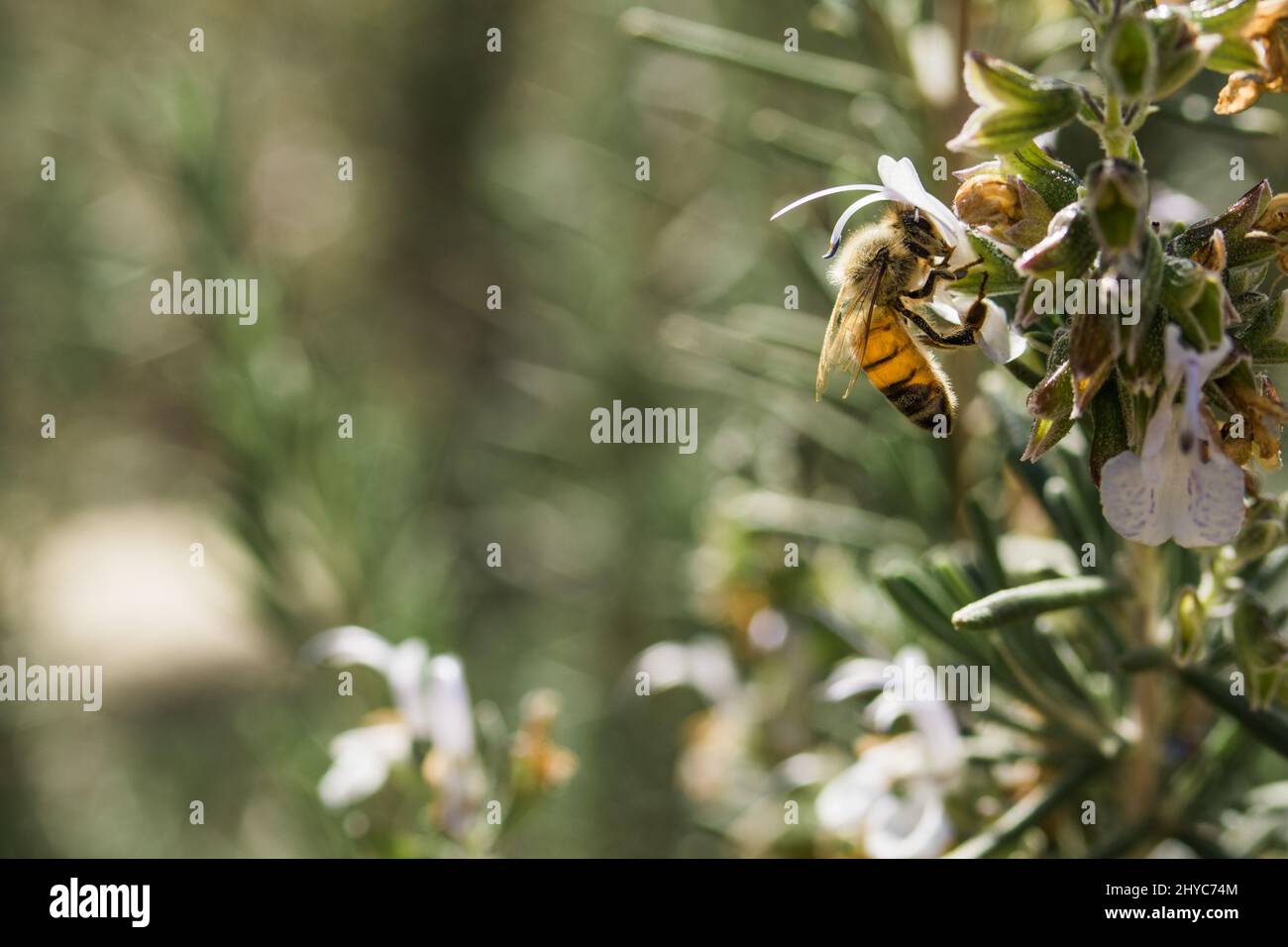 Honey bee worker on rosemary flower, spring, pollination Stock Photo ...