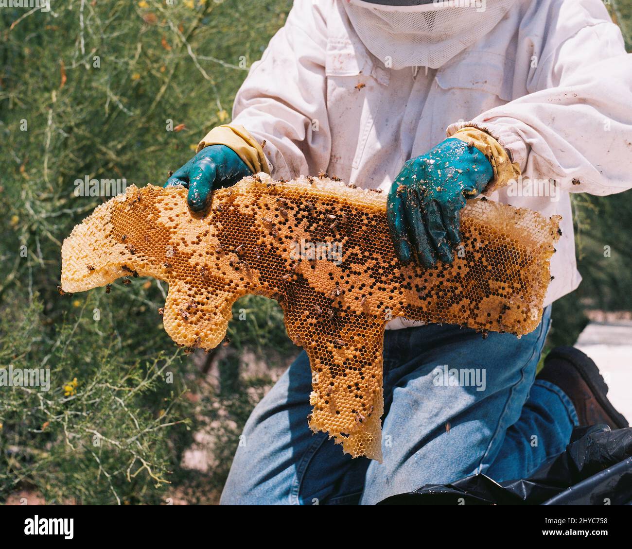 Man in bee veil and jacket removing africanized bee infestation, pest ...