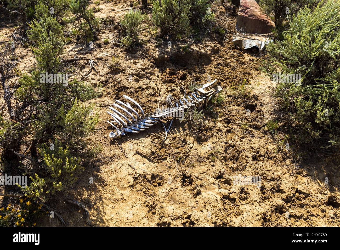 Dry bones of the animal getting bleached in the sun in the High desert ...