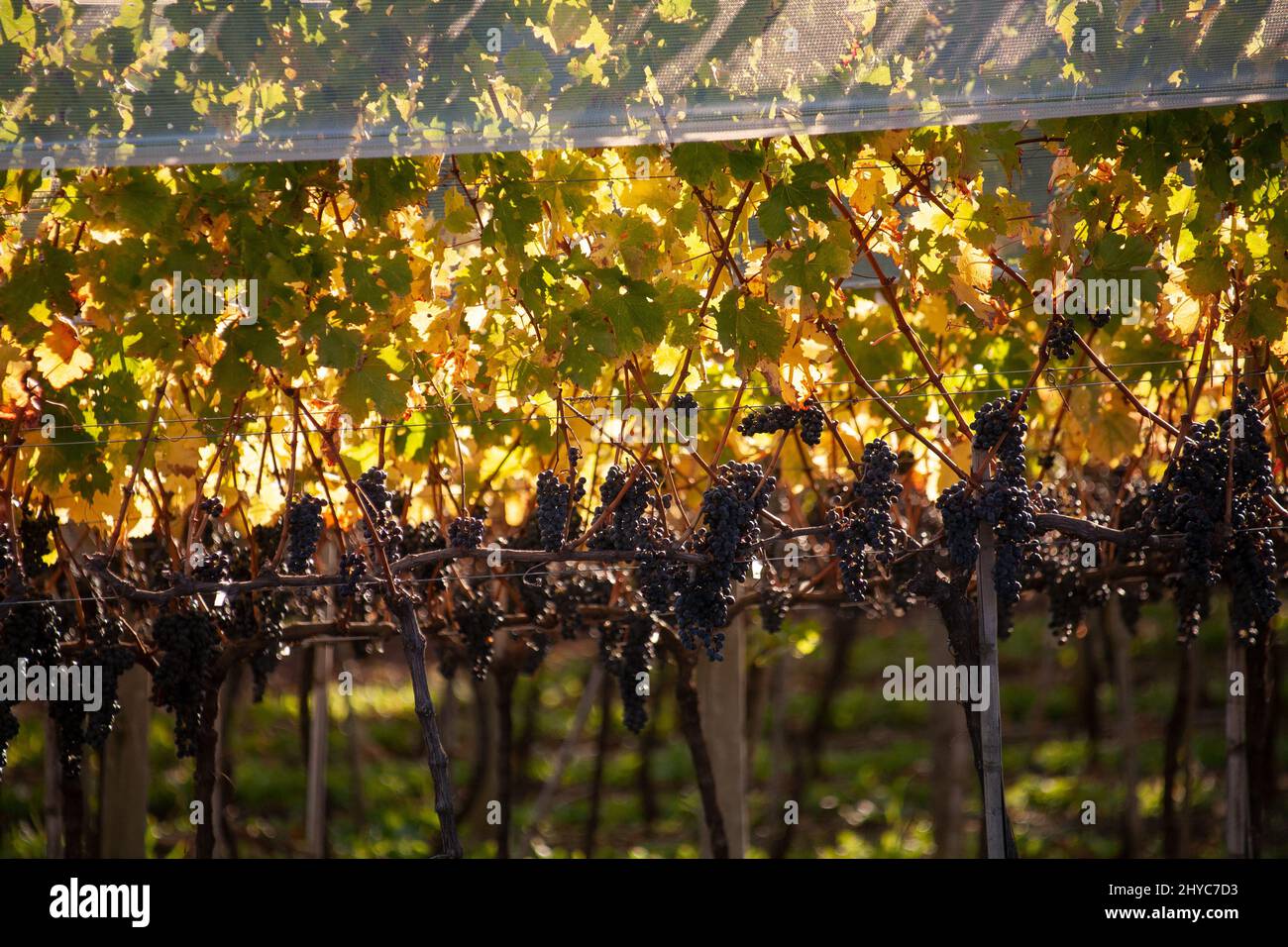 Villa francioni winery hi-res stock photography and images - Alamy
