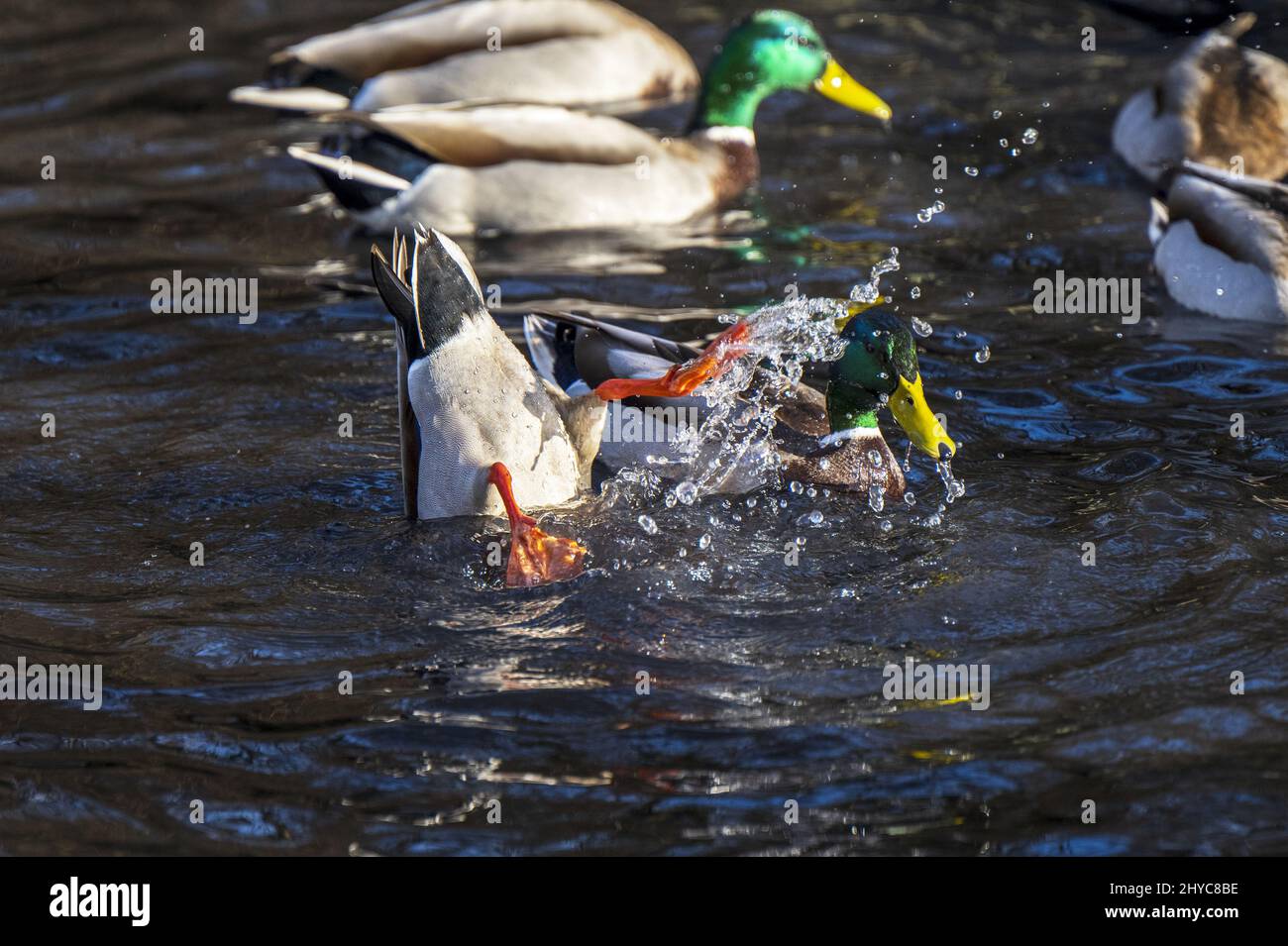 Ducks Mallard on the Pond in Victoria BC Canada Stock Photo - Alamy