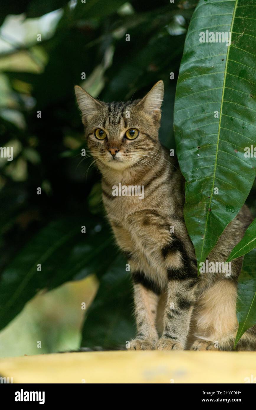 Closeup of a cat staring at the camera Stock Photo - Alamy