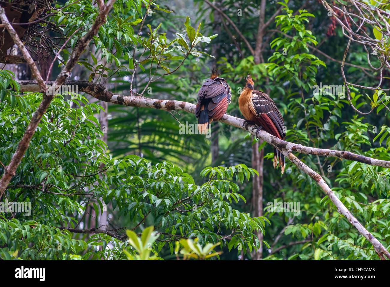 Endangered Rainforest Birds