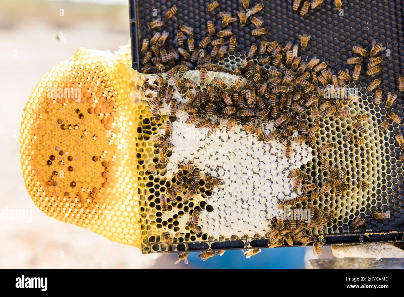 Closeup of Honey bees on beekeeping frame Stock Photo - Alamy