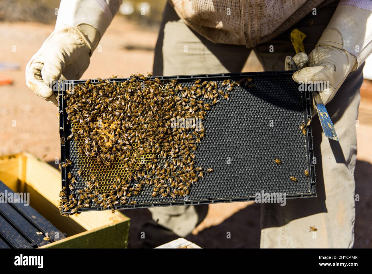 Bee keeper holding bee frame with honey bees on it Stock Photo - Alamy