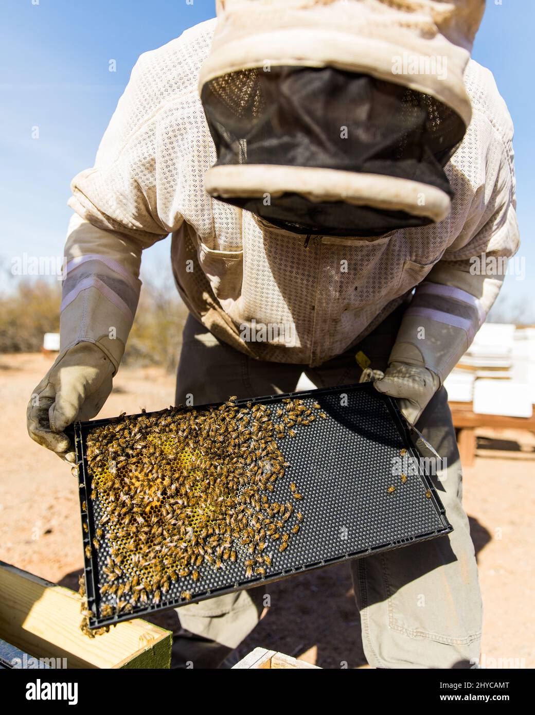 Beekeeper boxes hi-res stock photography and images - Alamy