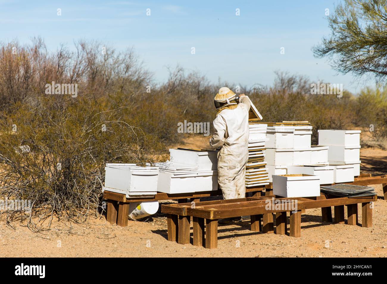 Bee keeper in full bee suit and bee veil woking in desert bee yard ...