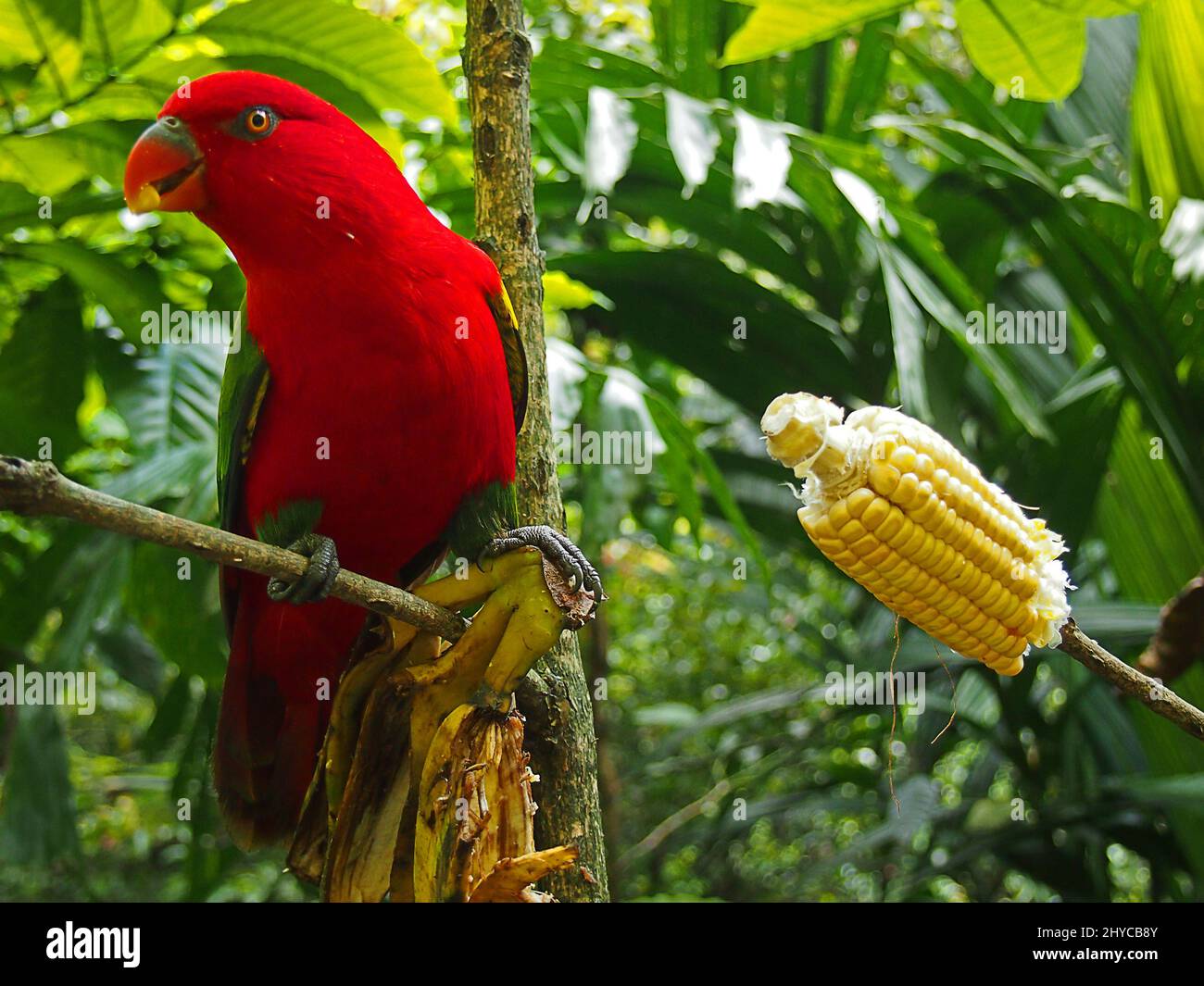 A beautiful shot of red Moluccan parrot eating corn with leaves on a ...