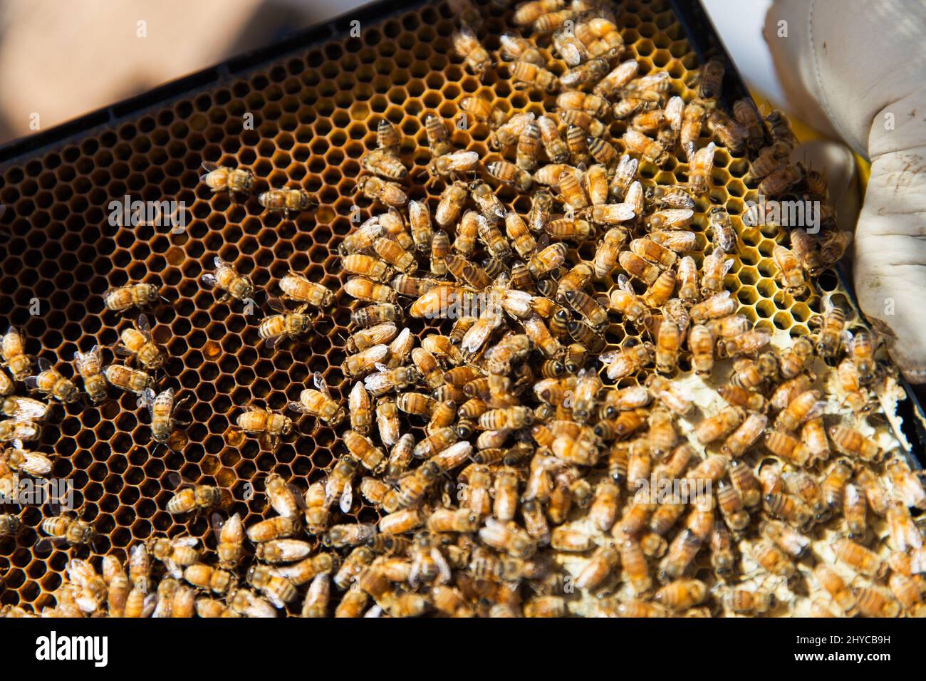 Closeup of Honey bees on beekeeping frame Stock Photo - Alamy