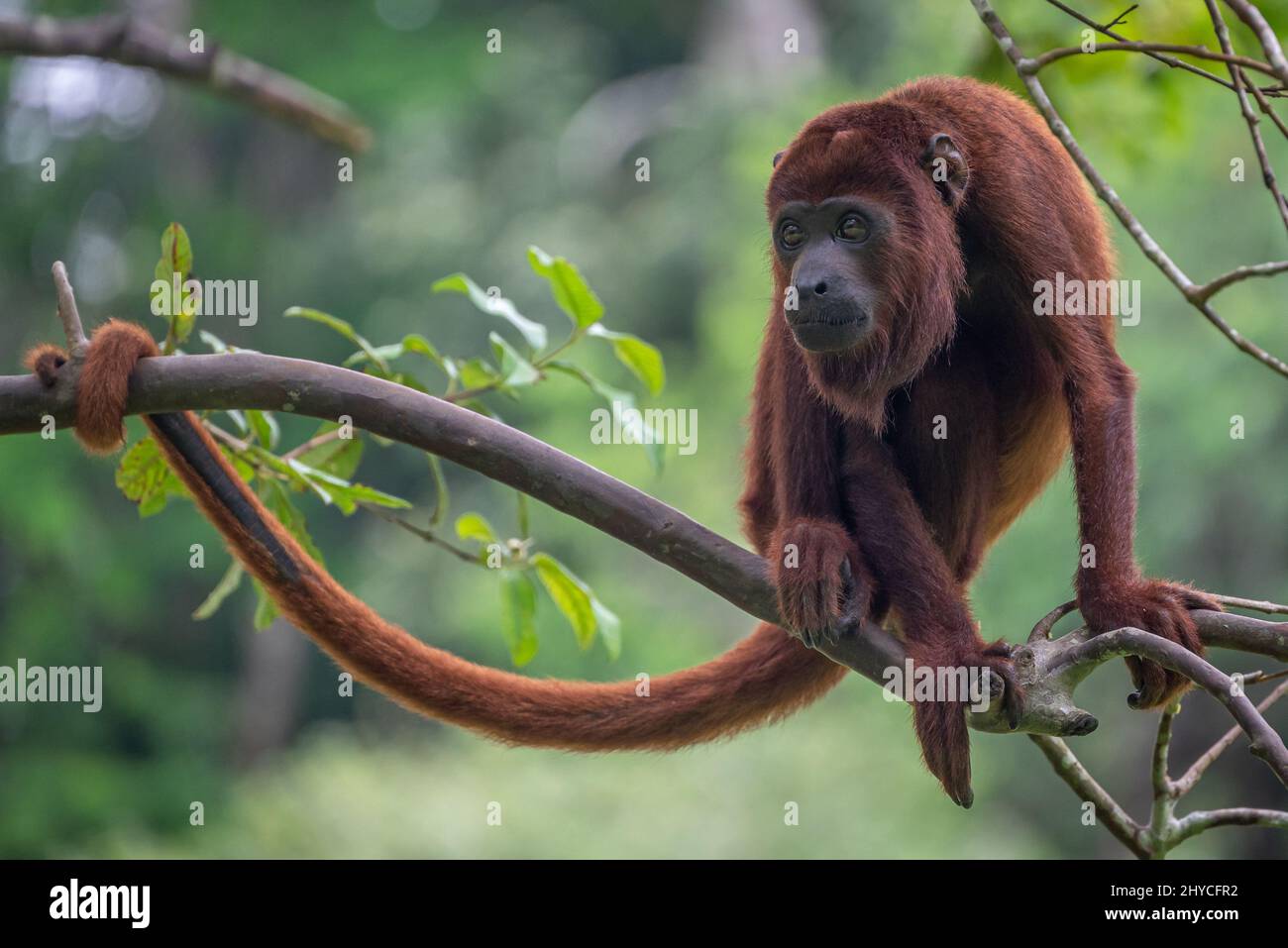 Howler monkey in Amazon Jungle Stock Photo - Alamy