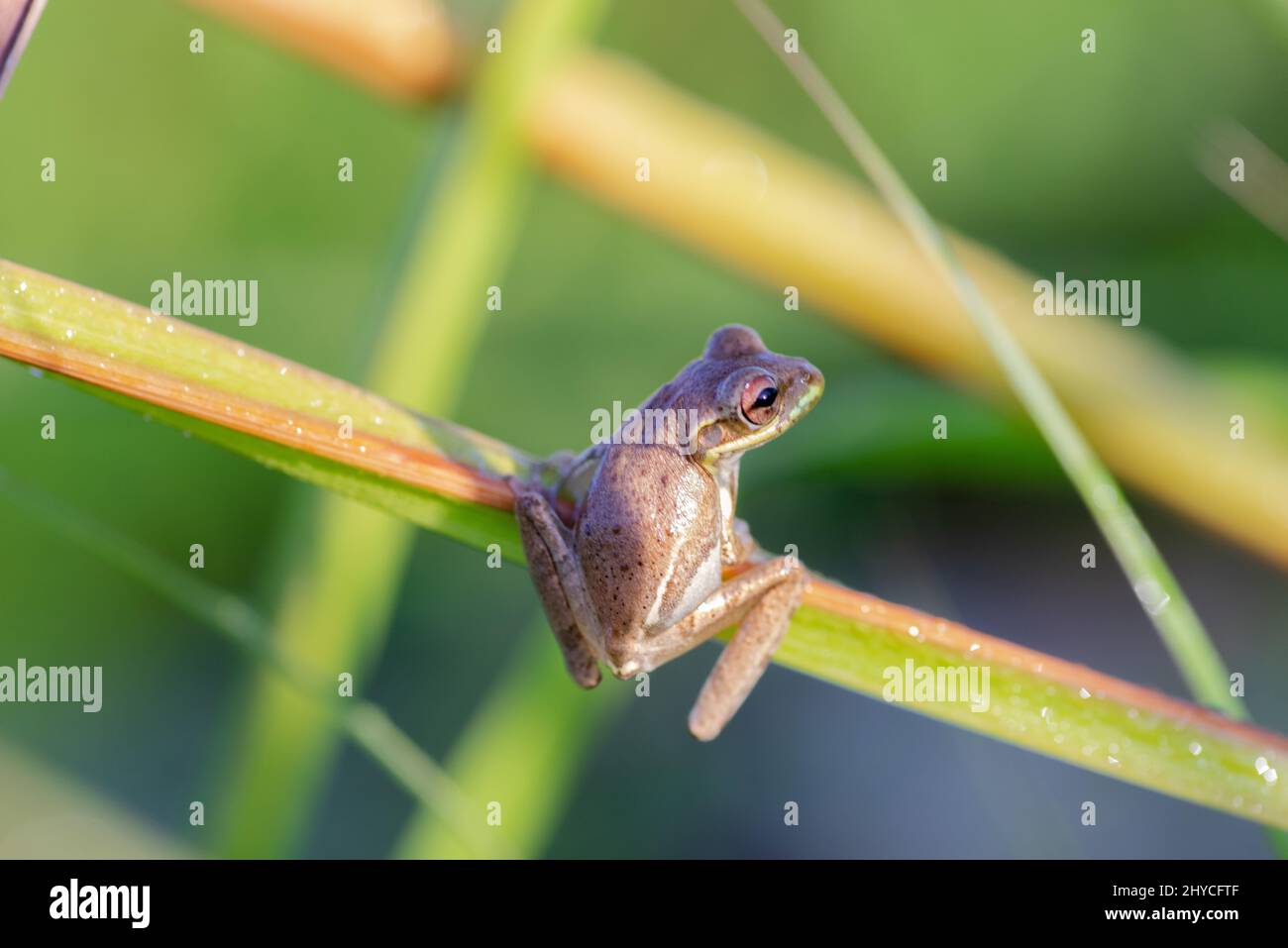 Top view shallow focus shot of a Rana frog sitting on a plant Stock ...