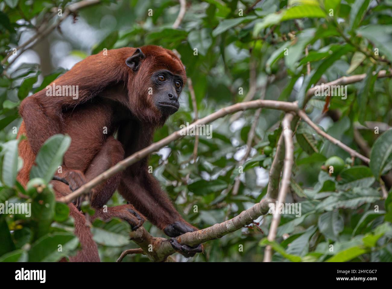 Howler monkey on a tree branch Stock Photo - Alamy