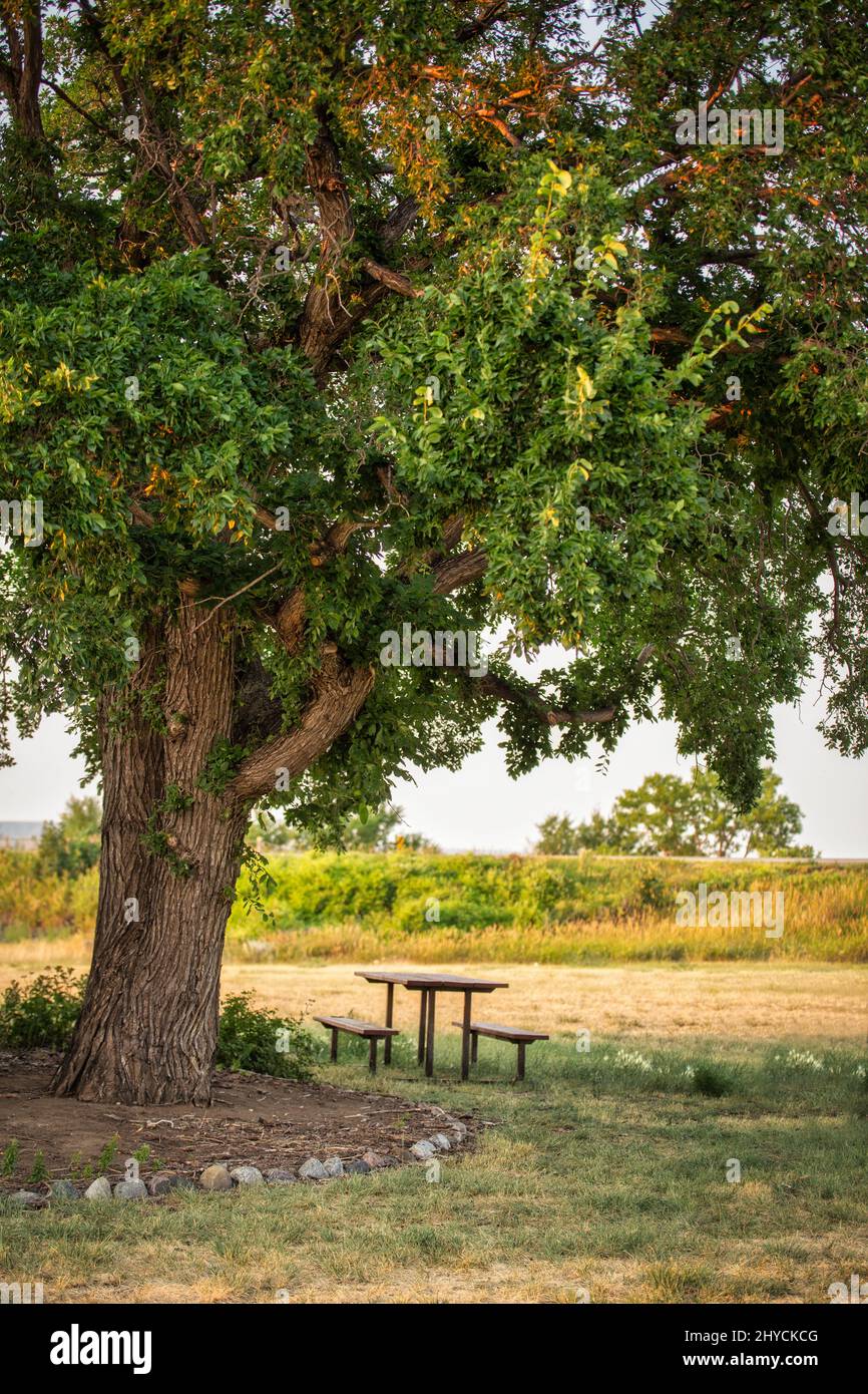 A picnic table under a large shade tree in a countryside summer ...