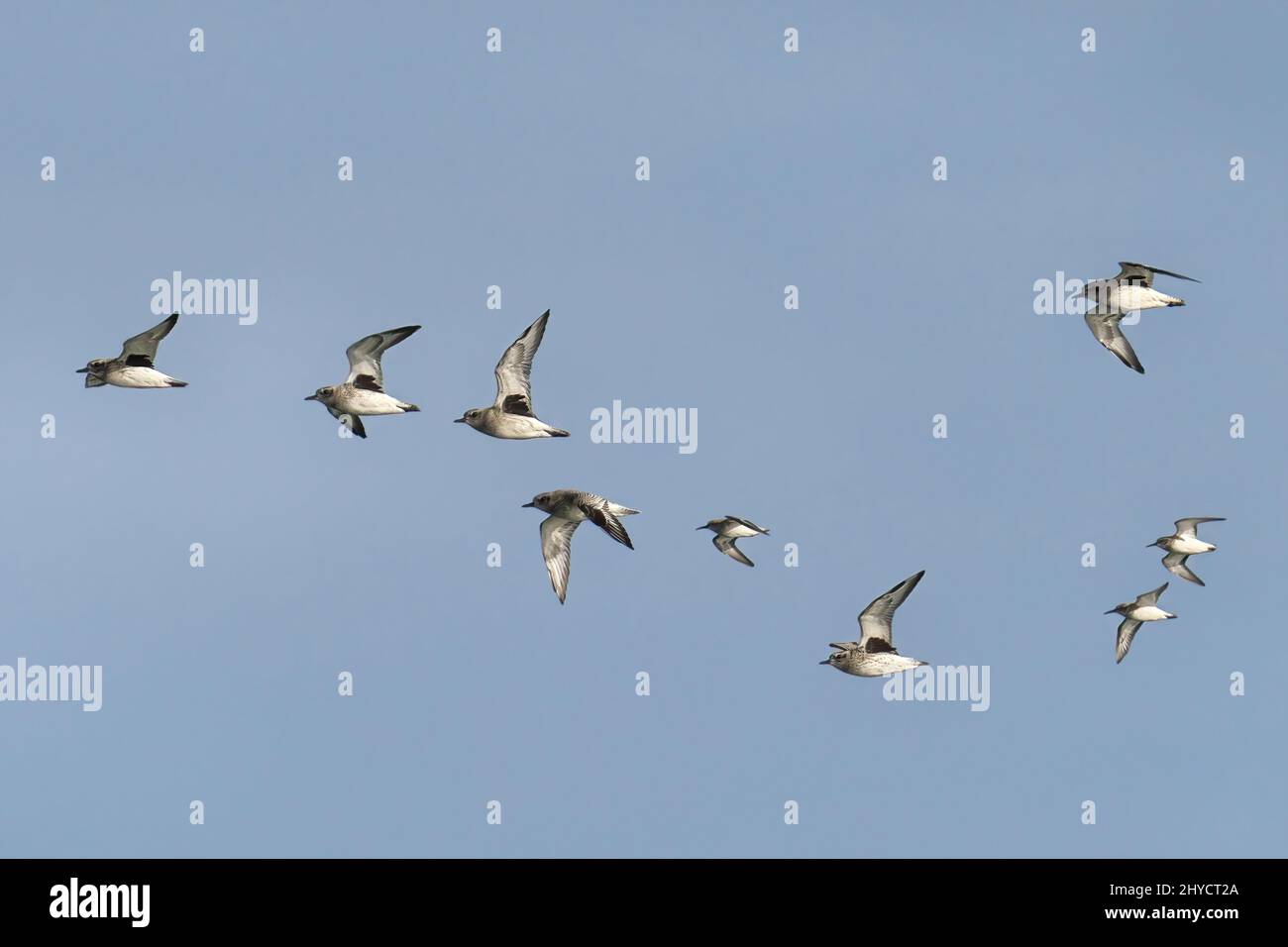 Flock of grey plovers flying in the sky Stock Photo - Alamy