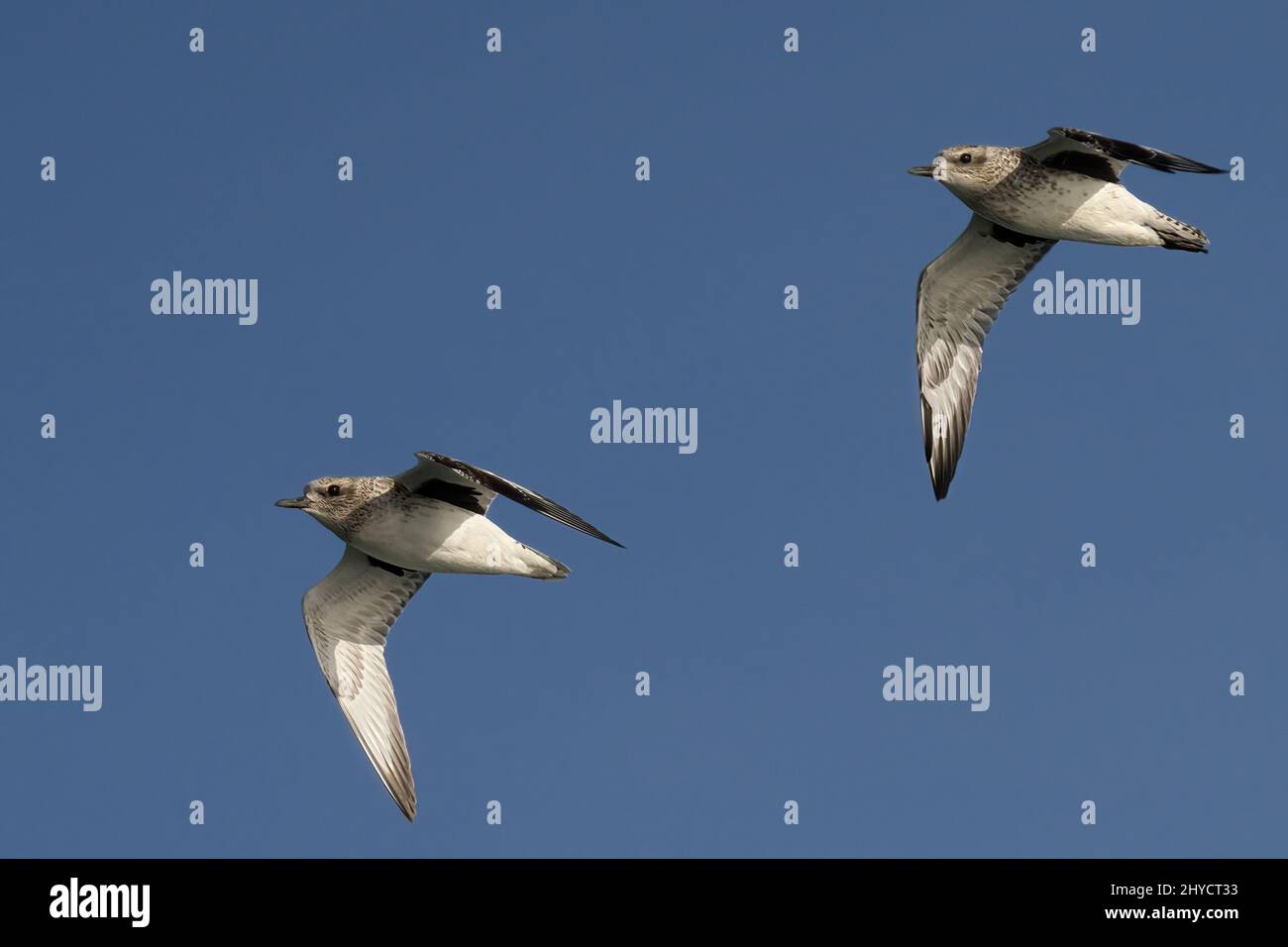 Beautiful shot of two flying Grey Plovers under the clear skies Stock ...