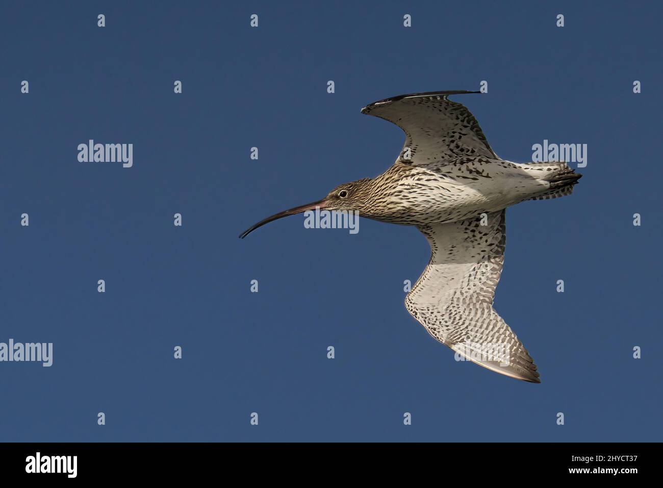 Curlew flying in the sky Stock Photo - Alamy
