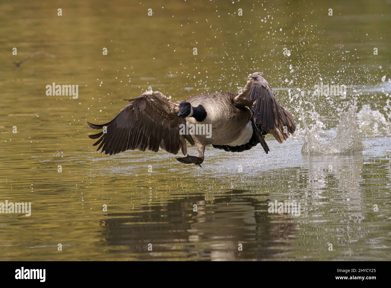 Canada Goose with spread out wings in the water Stock Photo - Alamy