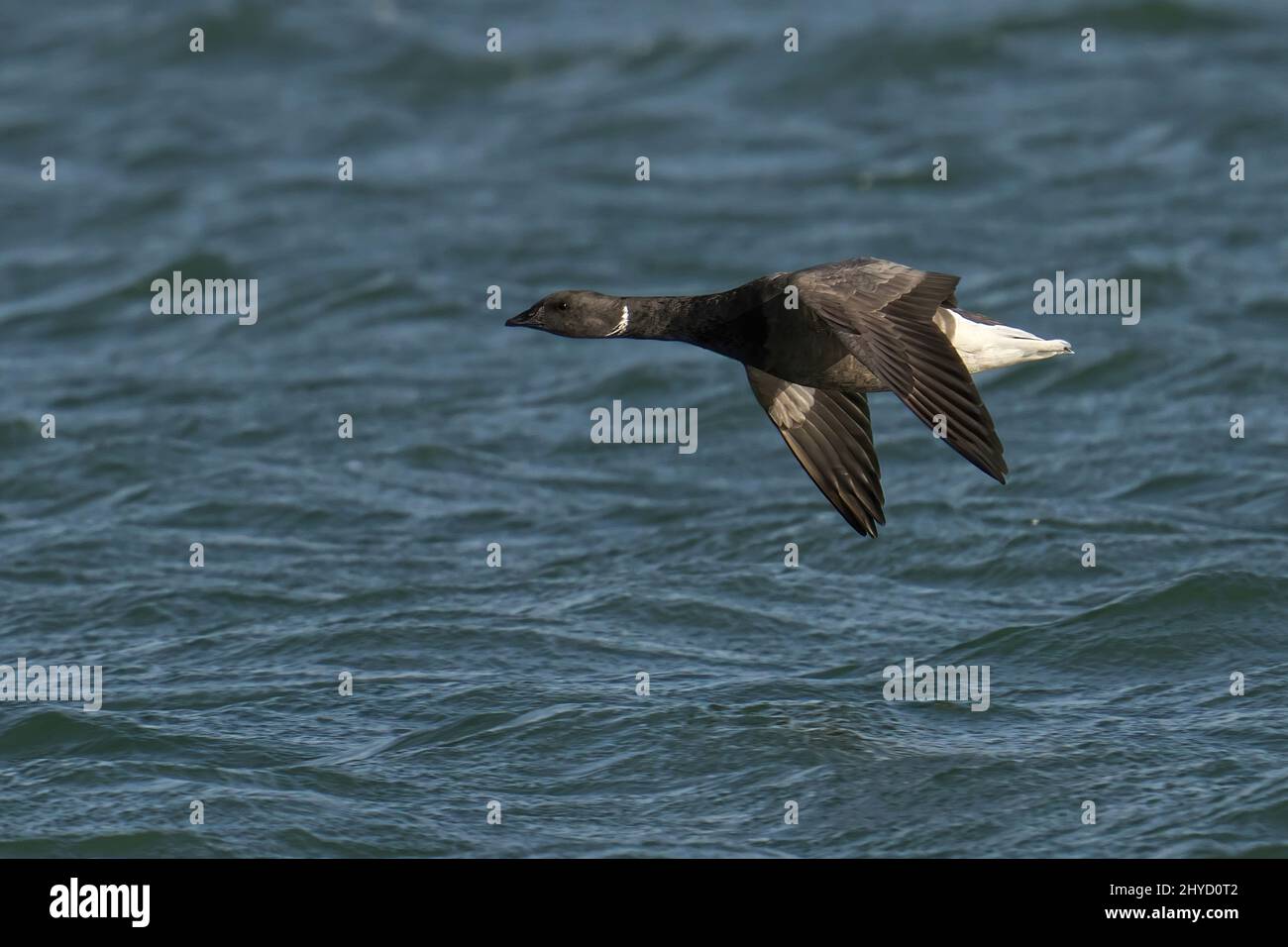 Closeup shot of a Brent Goose flying over the water Stock Photo - Alamy