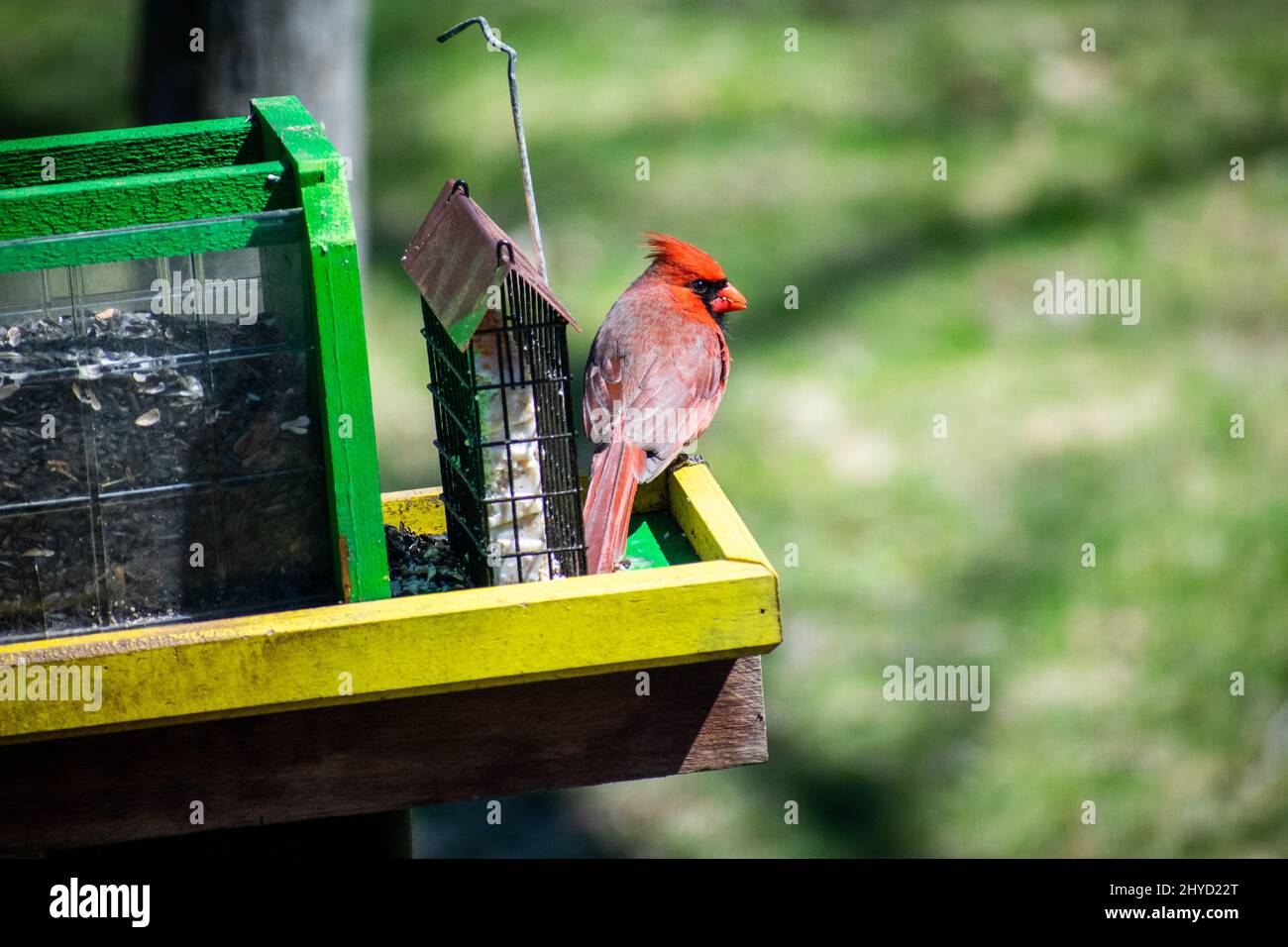 Close-up shot of a Northern cardinal sitting on it's nest Stock Photo ...