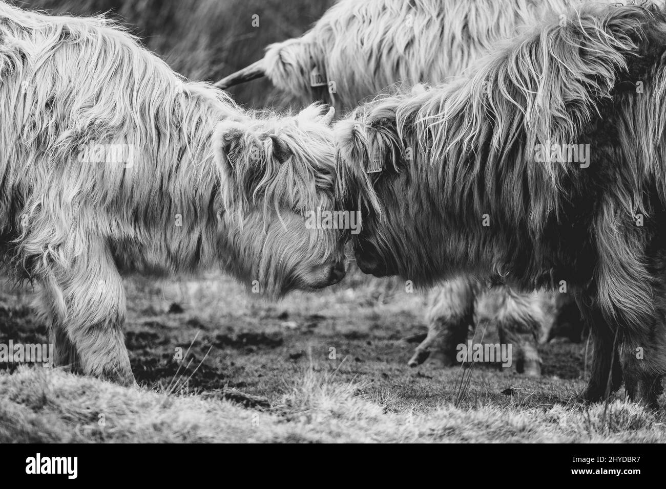 Grayscale of Highland cattles in a field Stock Photo - Alamy