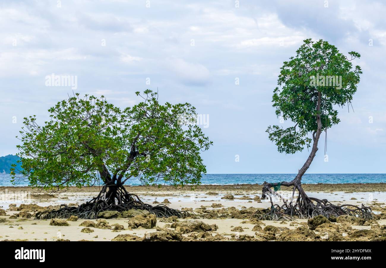 Mangrove and the sea, Neil Island, India Stock Photo - Alamy