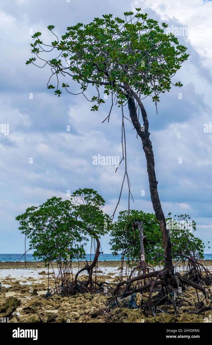 Mangrove and the sea, Neil Island, India Stock Photo - Alamy