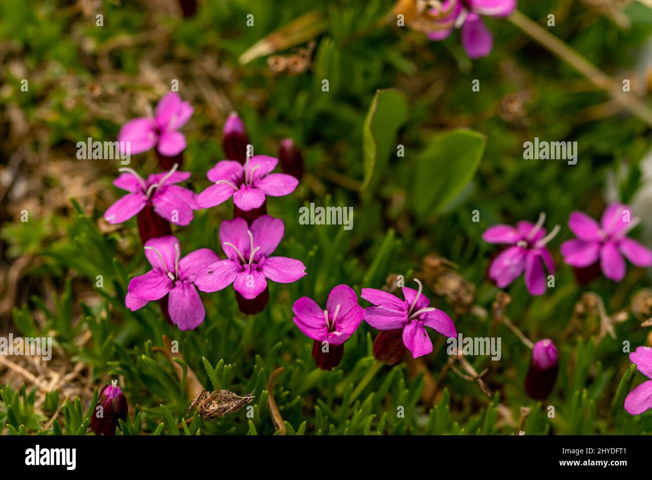 Silene acaulis leaf hi-res stock photography and images - Alamy