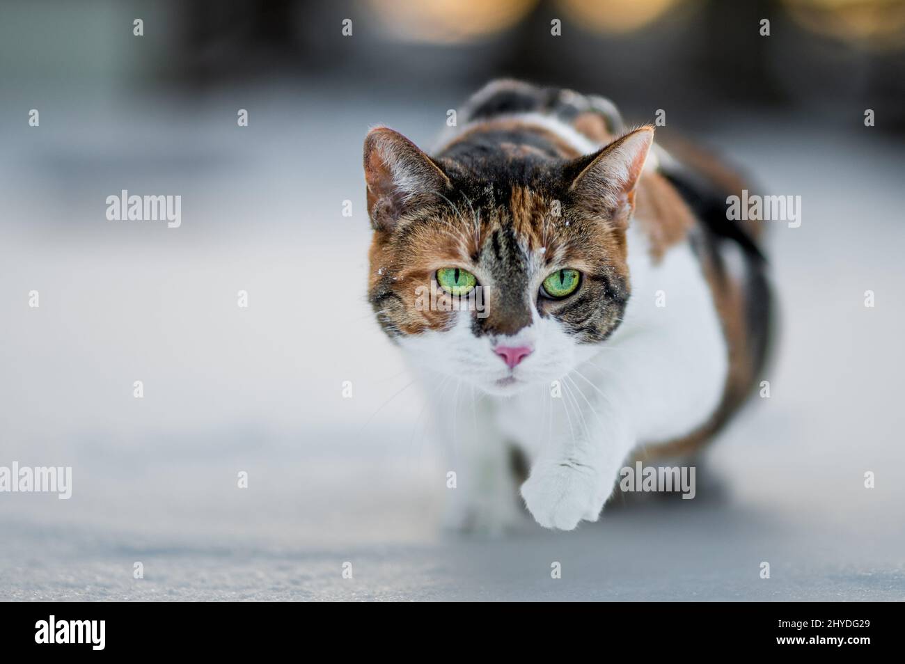 Shallow focus shot of a Calico cat looking at the camera with a blurred ...
