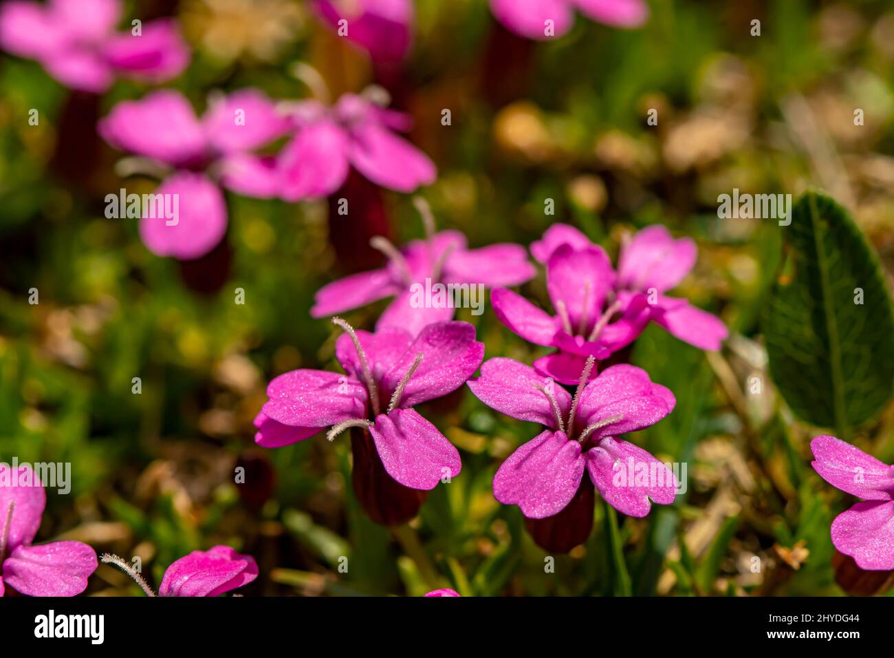 Silene acaulis leaf hi-res stock photography and images - Alamy