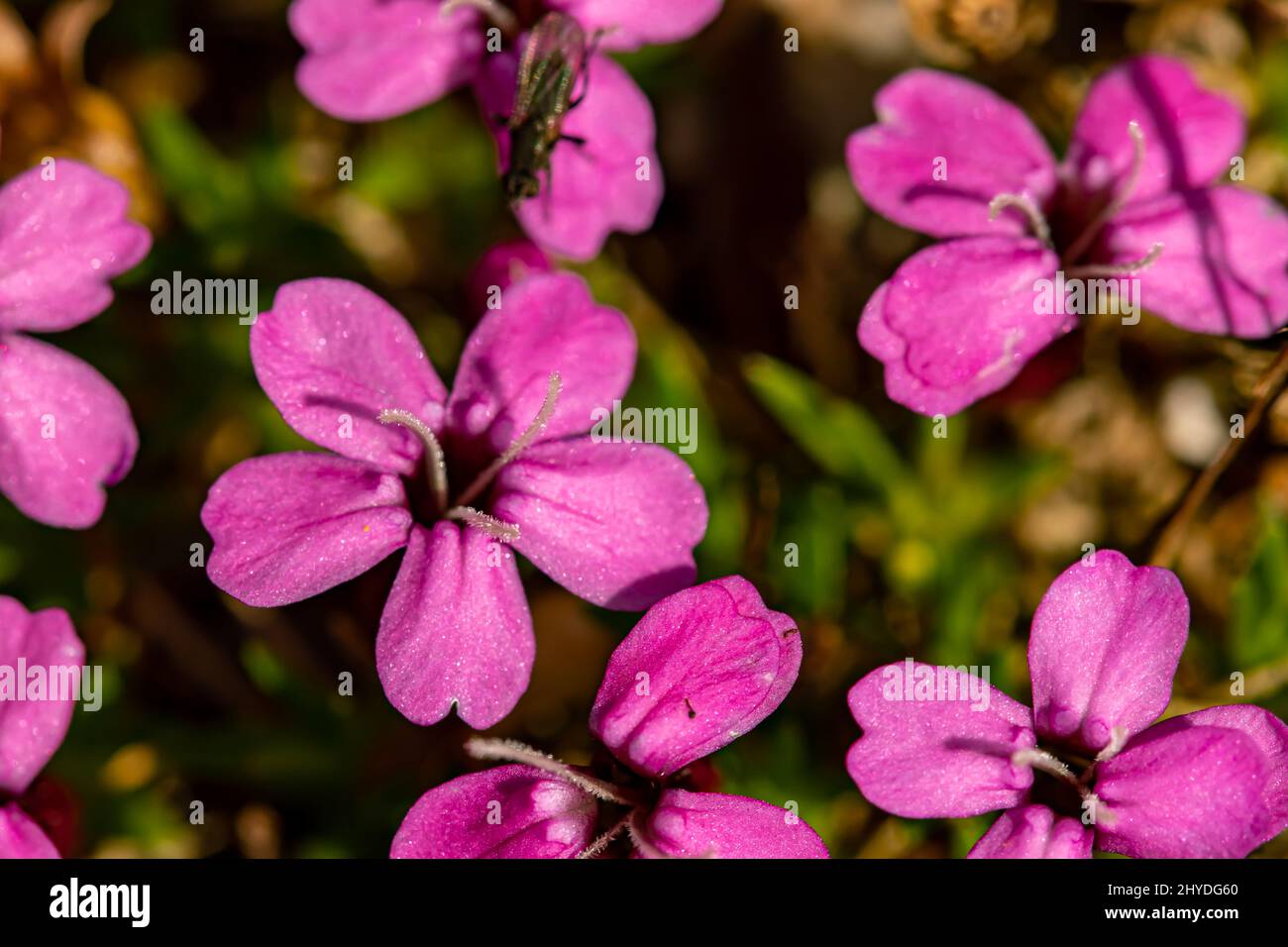 Silene acaulis flower growing in mountains, close up Stock Photo - Alamy