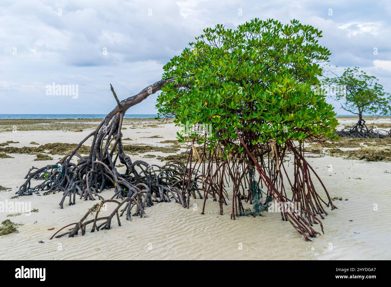 Mangrove and the sea, Neil Island, India Stock Photo - Alamy