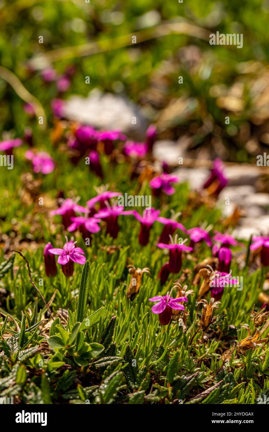 Silene acaulis leaf hi-res stock photography and images - Alamy