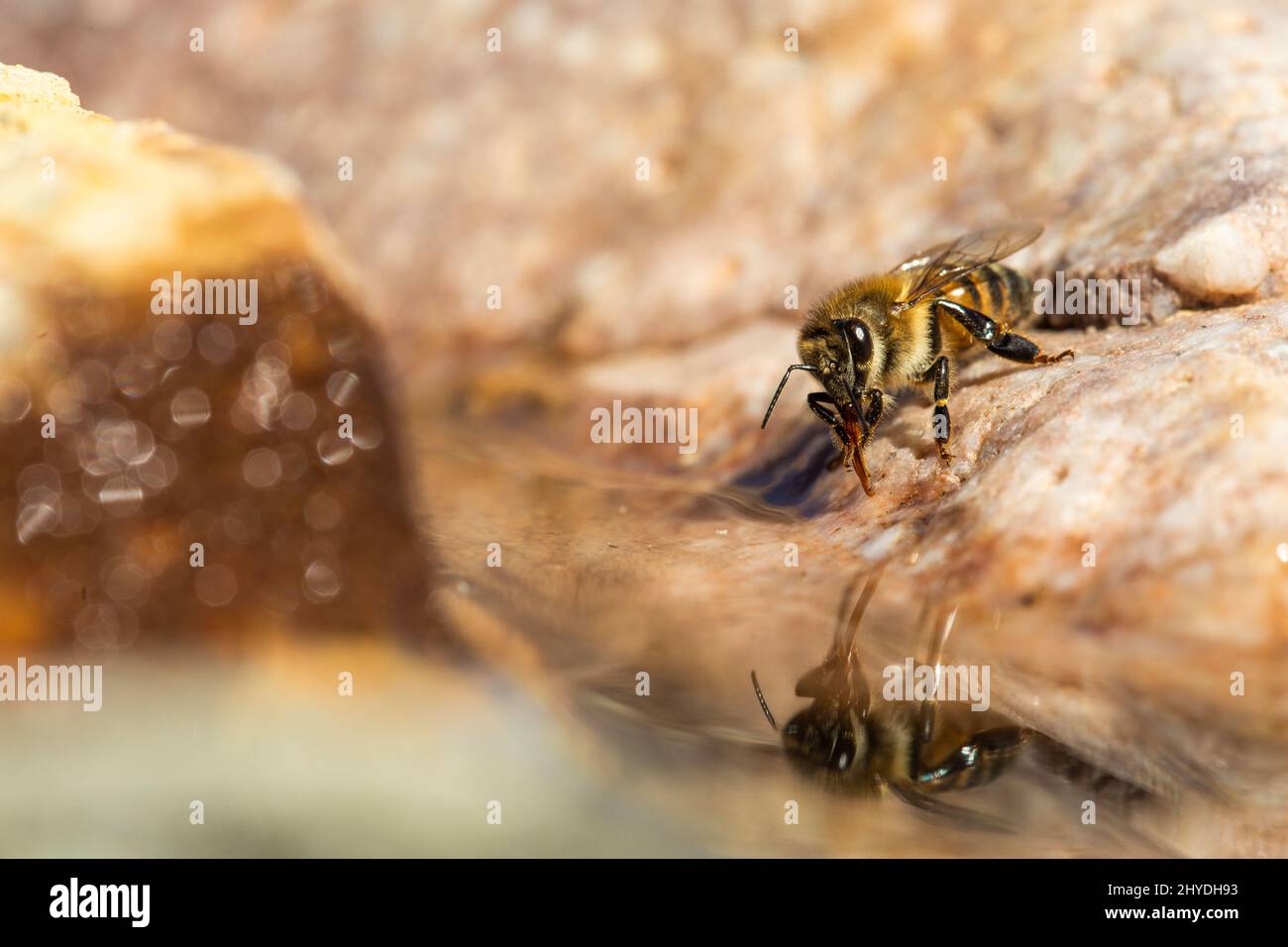 A macro view of an Africanized bee worker (Africanized honey bee or the "killer bee") gathering ...