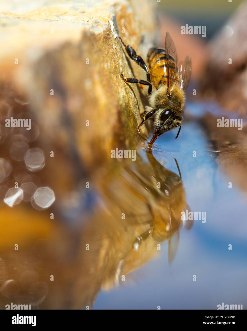 Vertical closeup of an Africanized bee worker (Africanized honey bee or ...