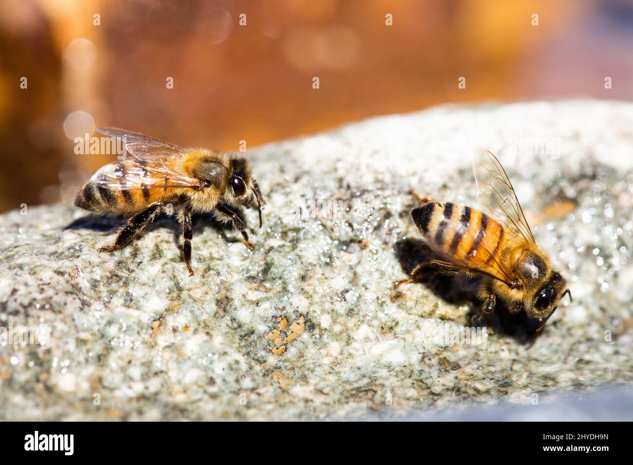 Insect workers hi-res stock photography and images - Alamy