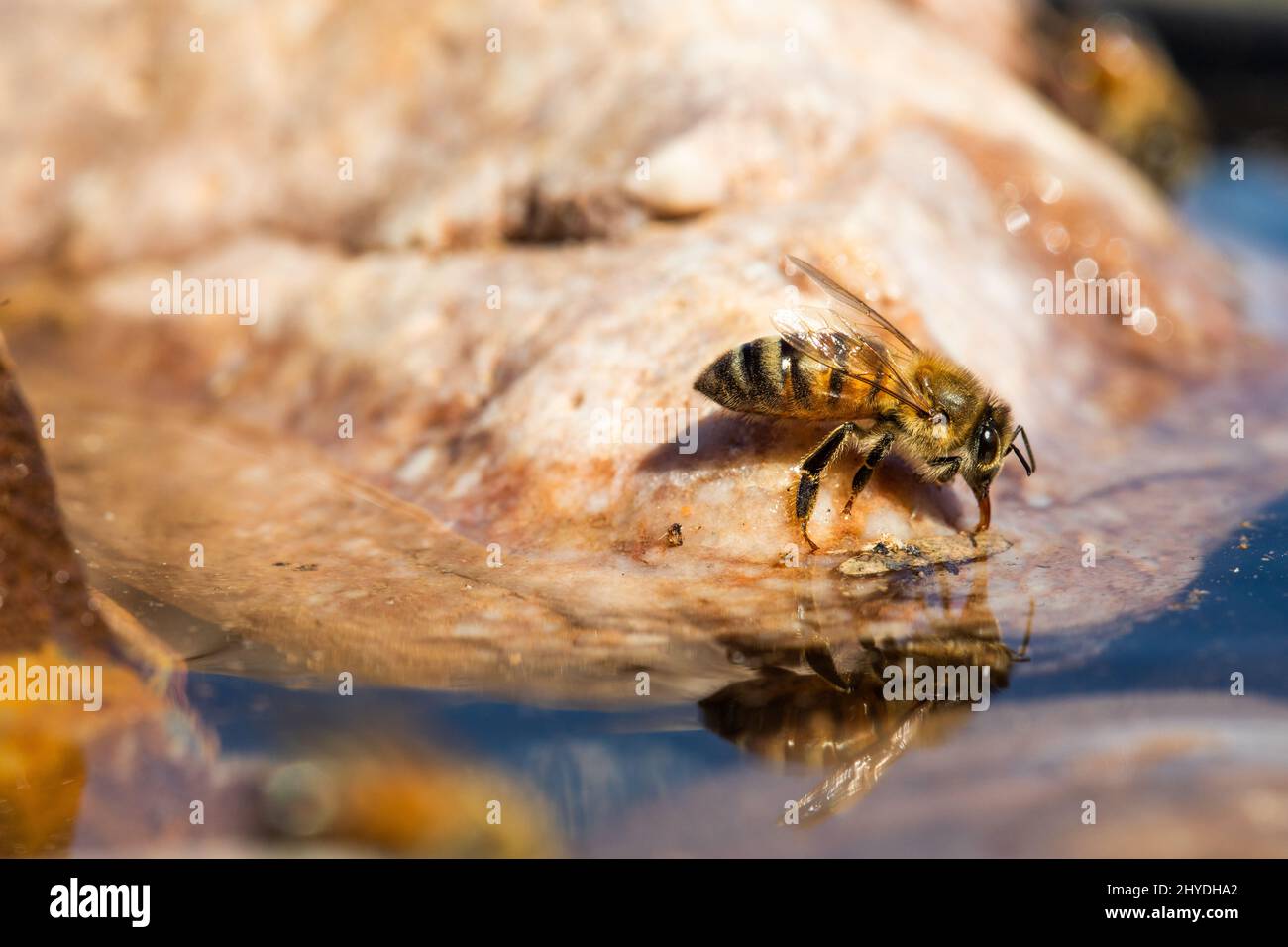Closeup of an Africanized bee worker (Africanized honey bee or the ...
