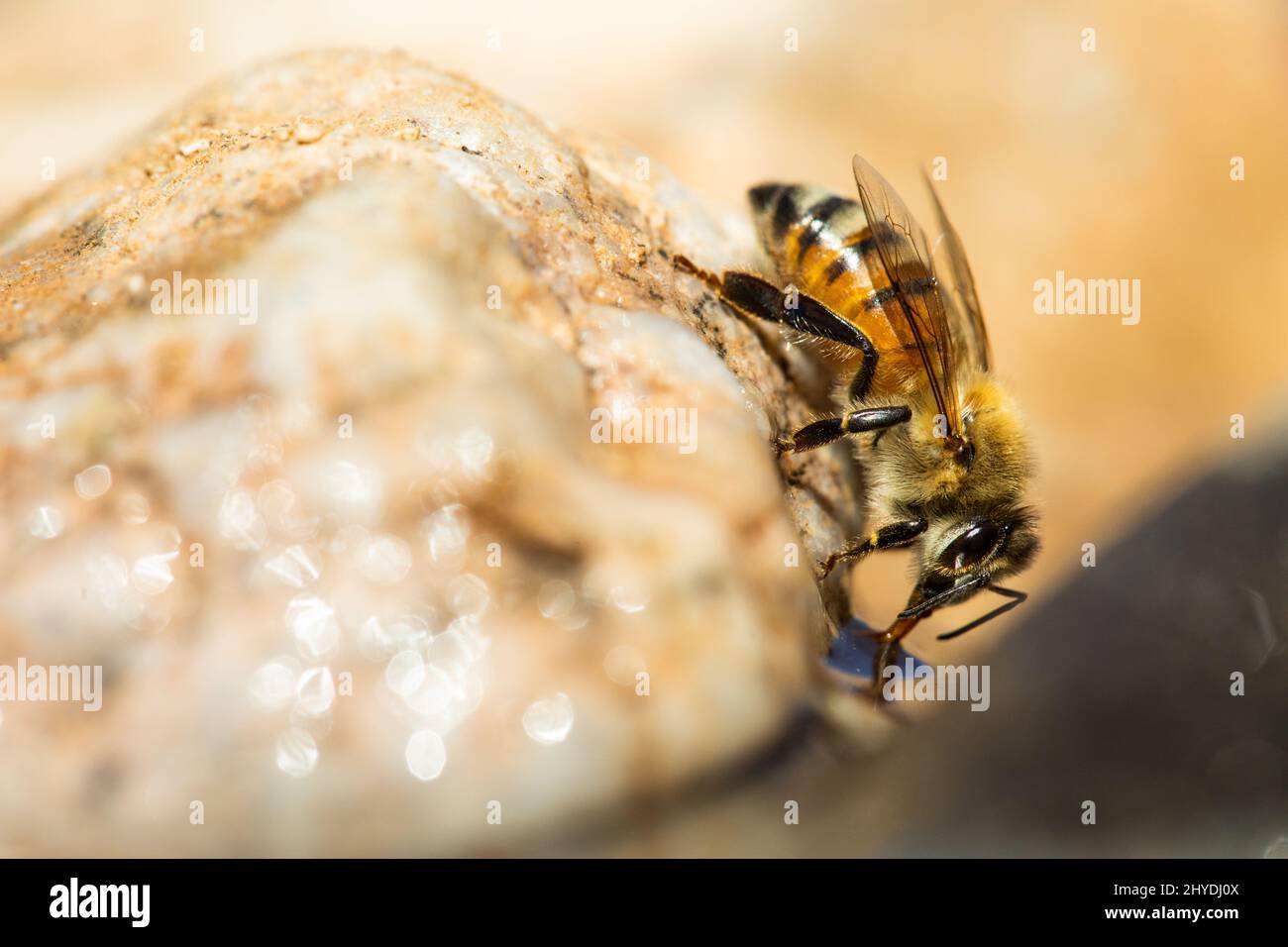 Macro view of an Africanized bee worker on the rock (killer bee ...