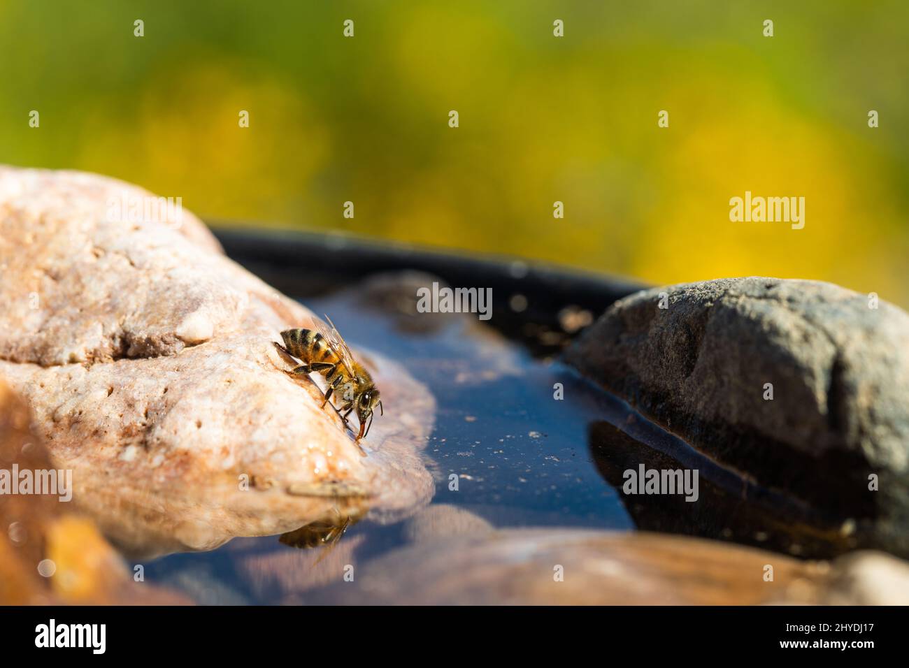 Closeup of an Africanized bee worker (Africanized honey bee or the ...