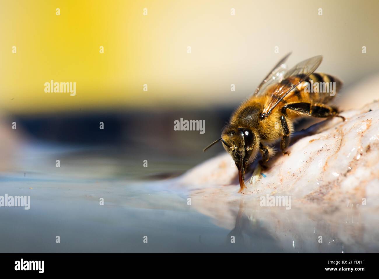 Macro view of an Africanized bee worker (Africanized honey bee or the ...
