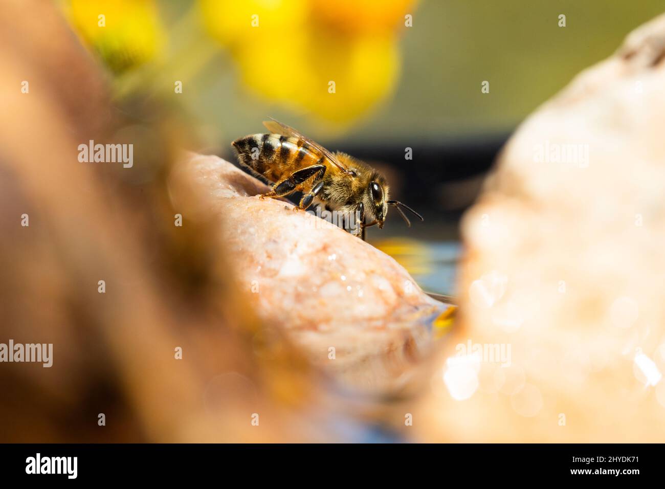 Africanized bee worker (also known as the Africanized honey bee or the ...