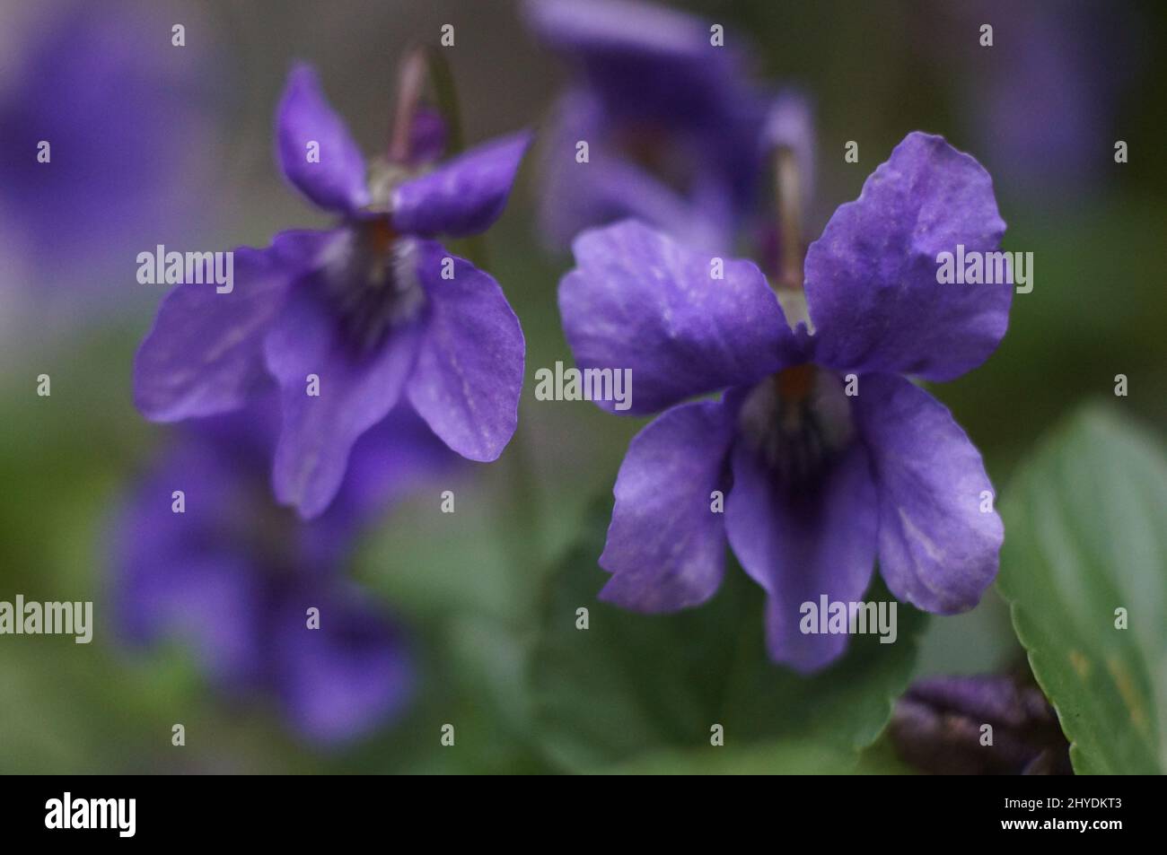 Closeup of two Viola odorata flowers blooming in the garden Stock Photo ...