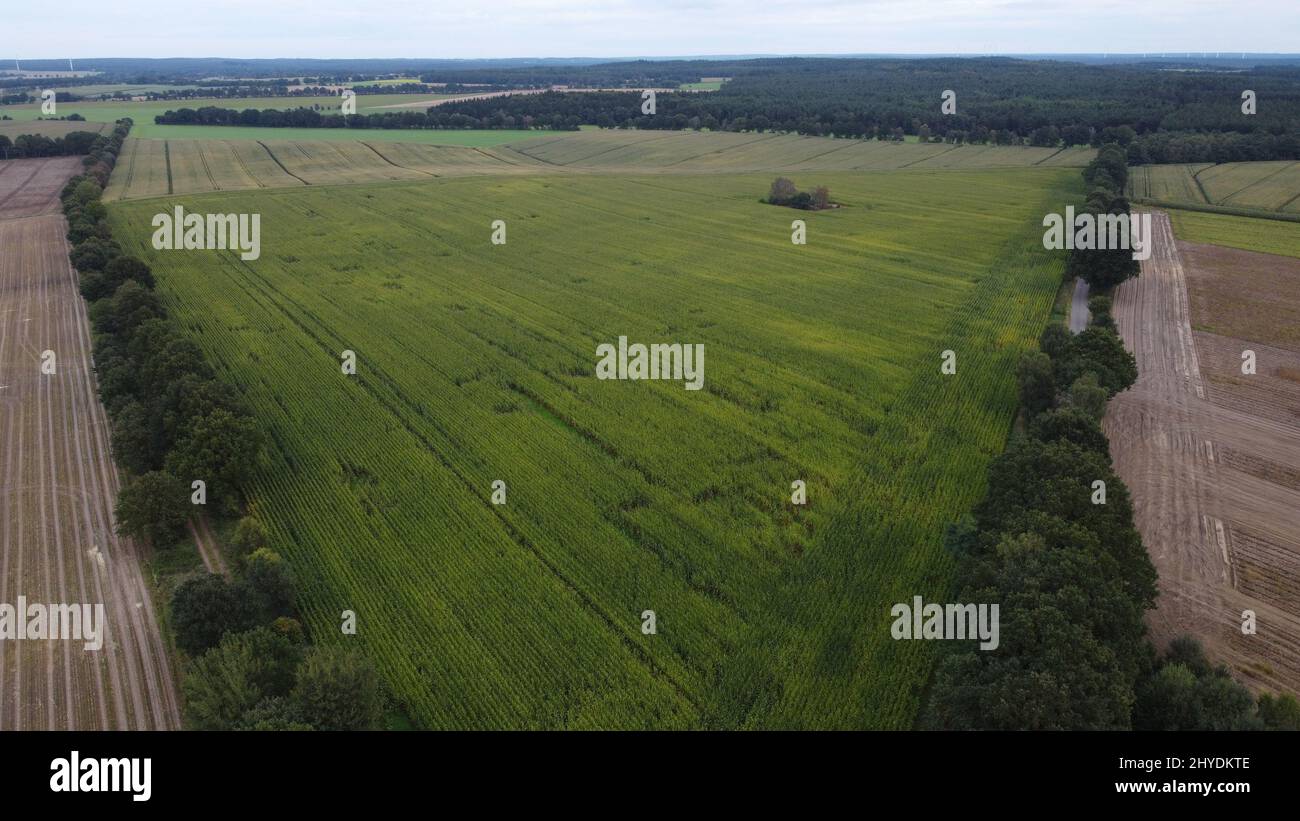 Bird's eye view of the green field for agriculture Stock Photo - Alamy